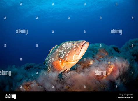 A Closeup Shot Of An Epinephelus Fish Species And Marine Habitat