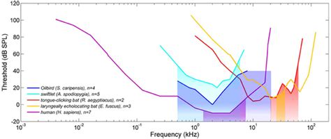 Introduction Ansc 3301 Human And Animal Physiology Echolocation