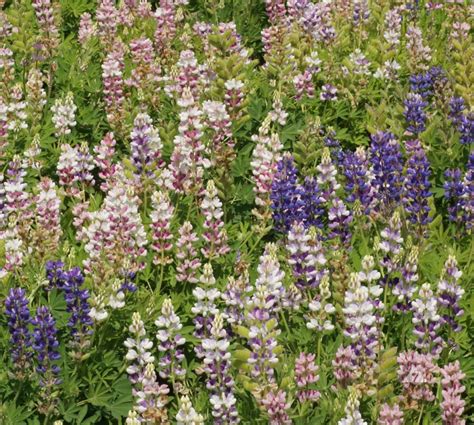 Dwarf Pixie Delight Lupine Lupinus Hartwegii Nanus Applewood Seed Co
