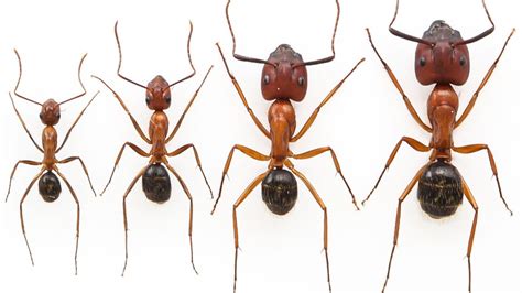 For The First Time Ever Biologists Have Genetically Modified Ants