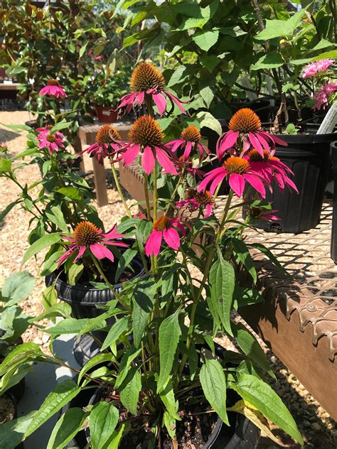 Echinacea Purpurea Powwow® Wild Berry Coneflower Native Huckleberry Knob Nursery