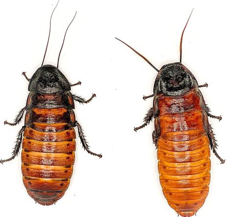 Recommended Cockroach Species For Roboroach Experiments Experiments Backyard Brains