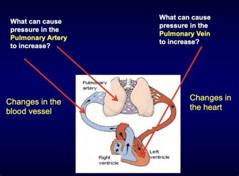 Pulm Htn Exam 2 Flashcards Quizlet