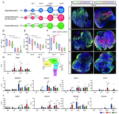 Default And Directed Differentiation Protocols Generate Organoids That Download Scientific