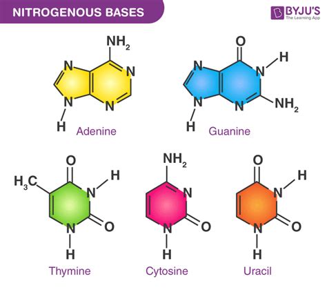 Nitrogenous Base Biology Simple