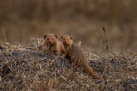 Common Dwarf Mongoose Helogale Parvula Stock Image Image Of Dwarf Climb 311329009
