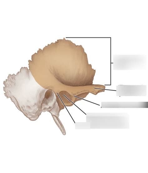 Squamous Part Of Temporal Bone Diagram Quizlet