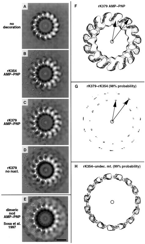 Left Axial Projections Of Reconstructed Tubulinkinesin Complexes Download Scientific Diagram