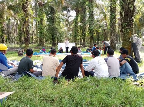 Pelatihan Pembuatan Gula Sawit Untuk Tanaman Kelapa Sawit Tidak