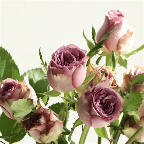 돌세토 장미 꽃말과 특징 rose dolcetto 꽃도감