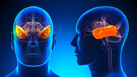 Scienceabc On Linkedin The Medial Temporal Lobe Structure And Functions
