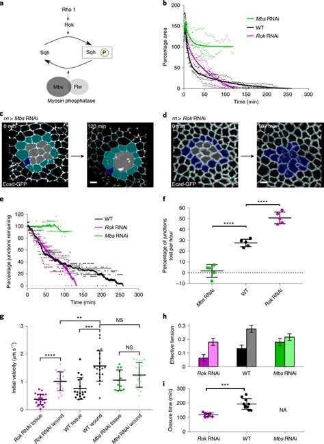 Myosin Activity Controls Tissue Fluidity And Wound Closure Rate A Download Scientific Diagram