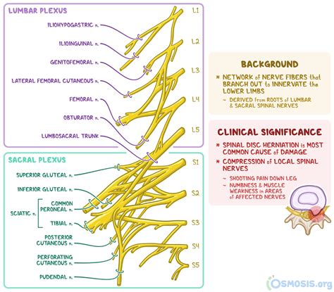 Lumbosacral Plexus Anatomy Human Anatomy Lumbar Lumbar Plexus