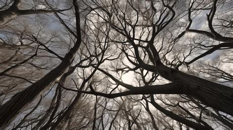 Page 22 Naked Trees Images Free Download On Freepik