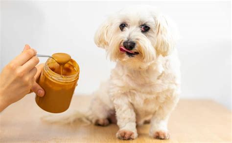 Best Peanut Butter For Dogs Safe And Healthy Options Canine Journal