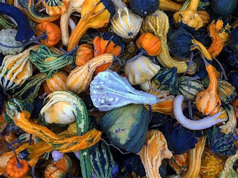 12 Festive Gourds That Are Basically Just Sex Toys