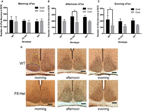 Cfos Ir Neurons Within The Scn Shell And The Core In The A Morning Download Scientific