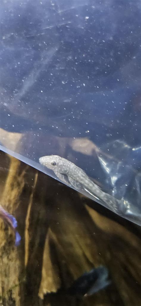 Was I Sold The Wrong Speciestype Raquariums