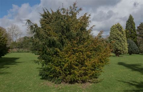 Expert Tips For Growing Yew This Native Provides Form And Structure Throughout The Year