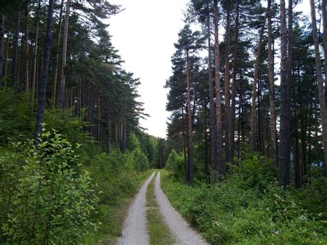 Просеки значение