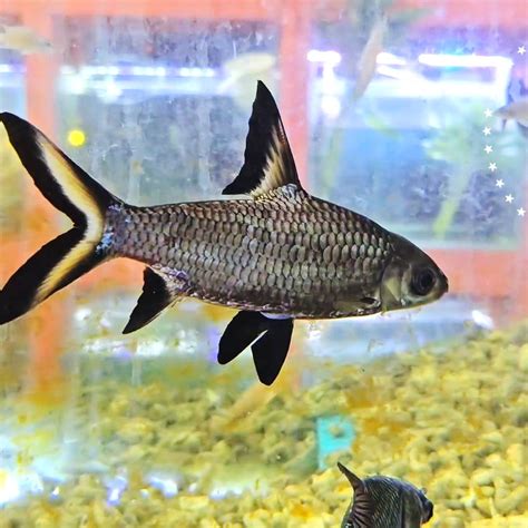 실버 샤크 Balantiocheilos Melanopterus 백경수족관