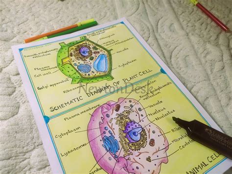 Cell Structure Organelles And Function Eukaryotic Cell And Prokaryotic Cell Biology High