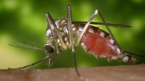 Animal Sex How Mosquitoes Do It Live Science