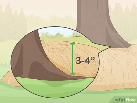 Ways To Deal With Exposed Tree Roots WikiHow