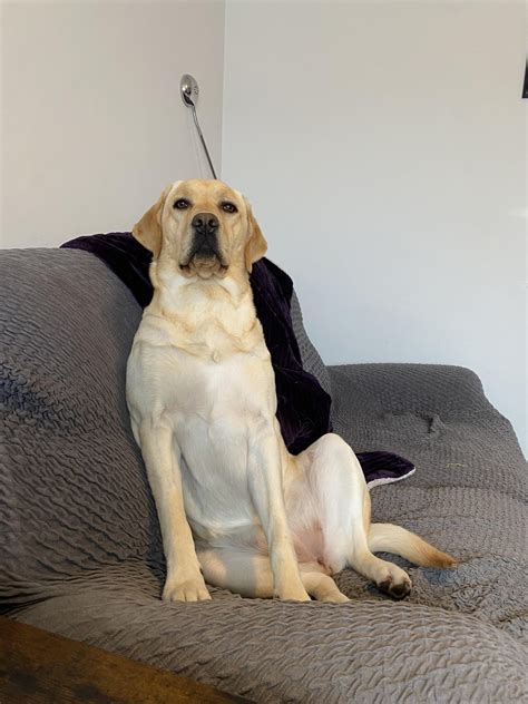 My Girl Watching Me While Im Working Rlabrador