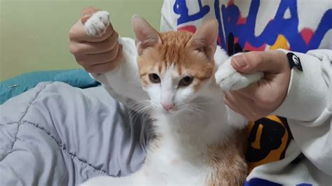 고양이 심쿵 Youtube