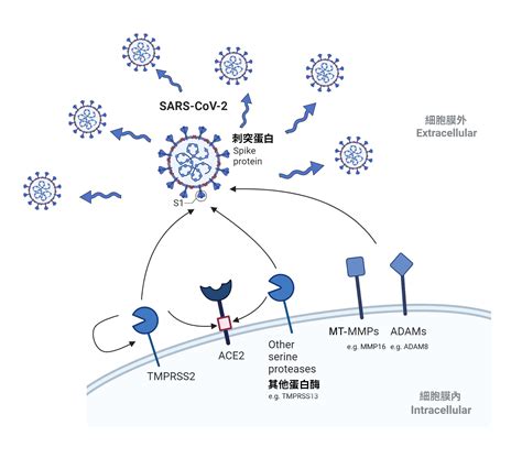 Hkumed Identifies Novel Host Protease Determinants For Sars Cov 2 Infection Hkumed