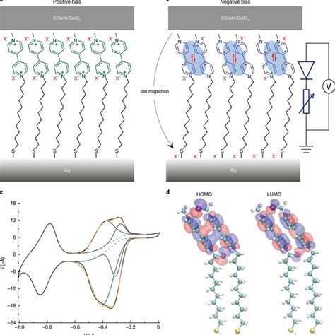 Schematic Illustrations Of The Junctions And Dimerization Ab