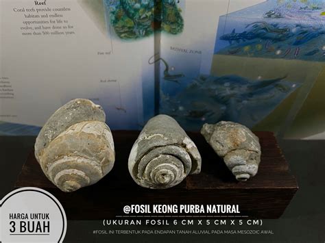 Fosil Keong Purba Natural A34 Atau Fosil Gastropoda Mesozoic Atau Fosil