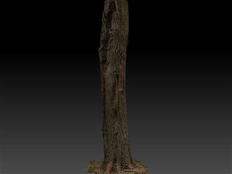 Scan Tree 3d Turbosquid 1197362