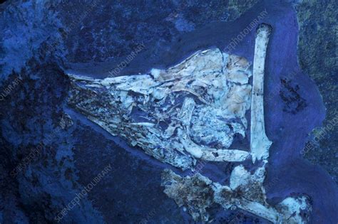 Archaeopteryx Fossil Research Esrf France Stock Image C045 9470 Science Photo Library