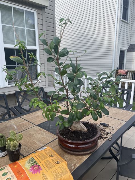 Pruning Styling Advice R Bonsai