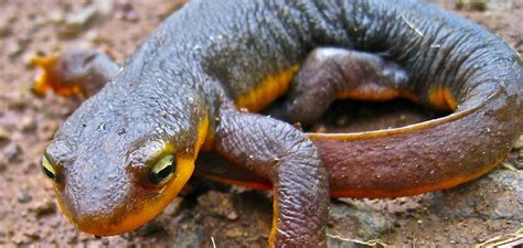 Newt Spiritual Meaning Symbolism And Totem Complete Guide
