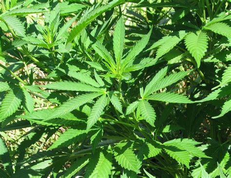 Difference Between Hemp And Pot Difference Between Hemp Vs Pot