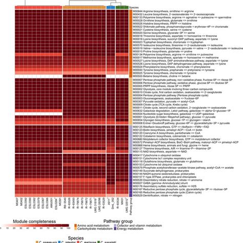 Heatmap Illustrating The Level Of Completeness Of KEGG Metabolic