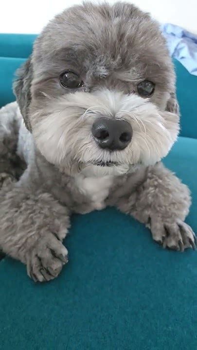 울집 첫째 🐶 아쿠 반려견 말티푸 실버 강아지 Youtube