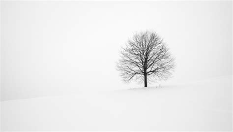 How To Prune A Flowering Pear Tree Important Facts