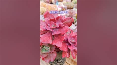 동백아가씨 정서주 미스트롯3 리틀이미자 Youtube