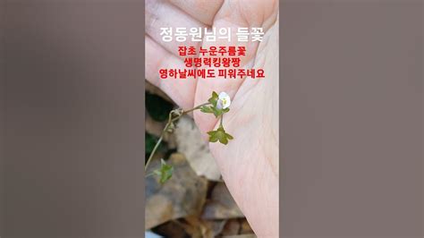 누운주름꽃땅은얼어도꽃핀다잡초야생화노지월동 Youtube