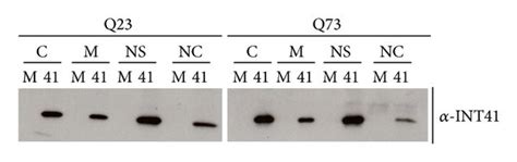 int41 reduces binding of mhtt fragments to chromatin in pc12 cells