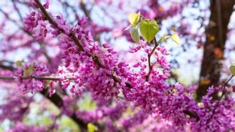 How To Grow And Care For Redbud Tree Complete Guide