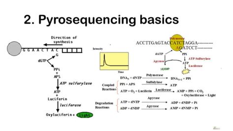 Pyrosequencing Pptx