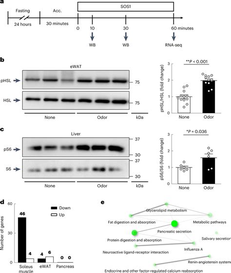 Acute Effects Of Food Odor Stimulation On Protein And Gene Expression Download Scientific