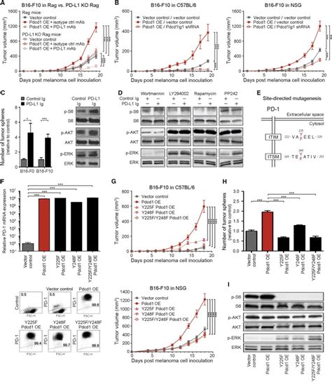 Melanoma Cell Intrinsic Pd 1 Receptor Functions Promote Tumor Growth Cell