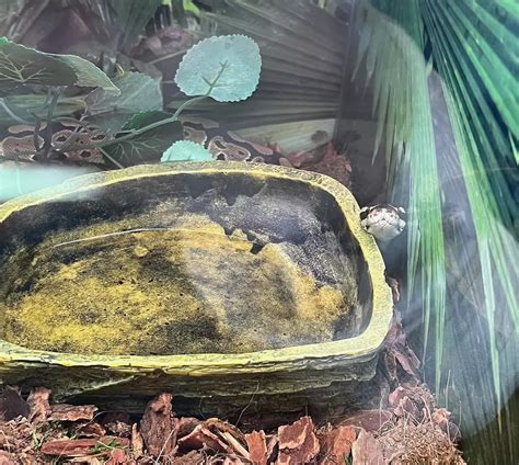 Snake Has Markings That Look Just Like Et