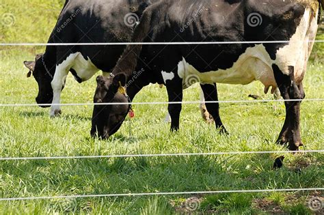 Holstein Dairy Cows Black White Charlton Ma Stock Image Image Of